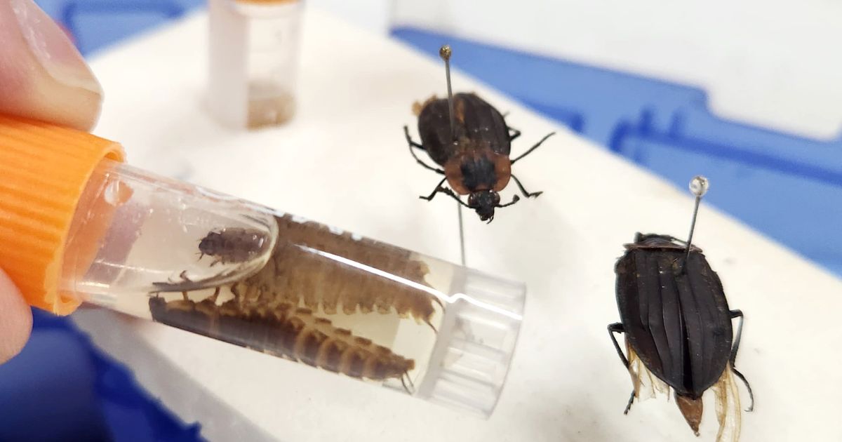 Estudos no Norte de SC têm registro inédito de espécies de insetos em ...